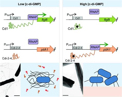 Model For C Di Gmp Mediated Transition Between Free Living Toxin Download Scientific Diagram