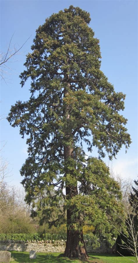 Giant Sequoia Tree Guide Uk Giant Sequoia Tree Identification