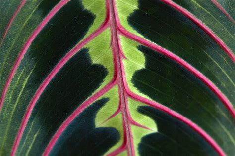 Macro Leaf Pattern Royalty Free Photo