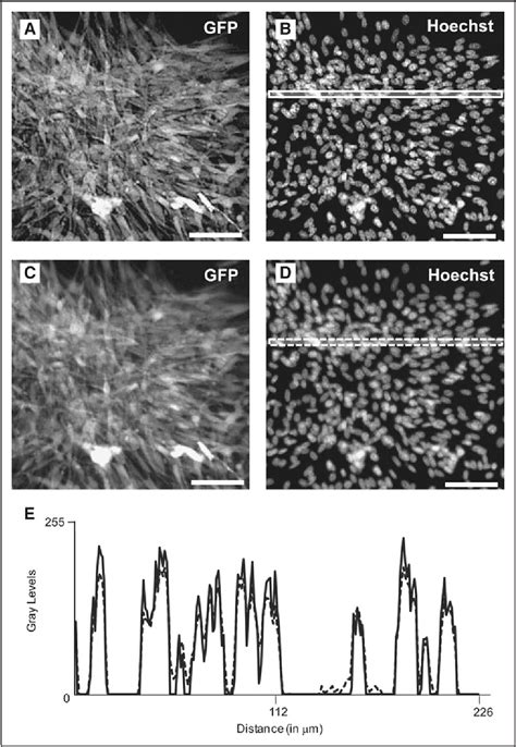 Figure 3 From Validation Of A High Content Screening Assay Using Whole