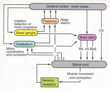 Introduction To Neural Control Of Movement KINES Introductory Neuroscience