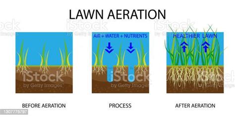 잔디 폭기 전후 잔디 밭 관리 서비스 원예 및 조경 디자인 전후의 식기 과정 원예 잔디 잔디 관리 조경 서비스 벡터 통기에 대한