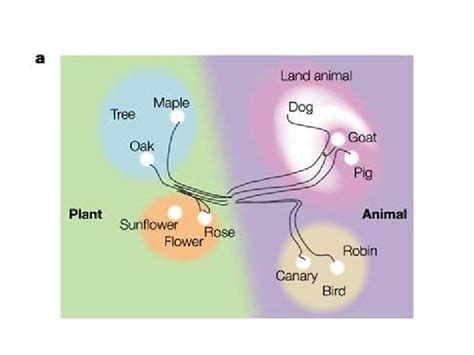 Integrating New Findings Into The Complementary Learning Systems