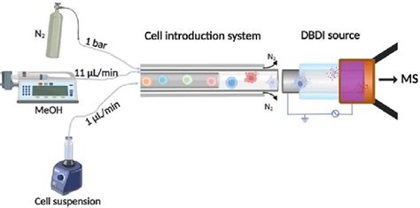 Schematic Of The The Dbdi Msplatform Cells Are Lysed By Meoh In The