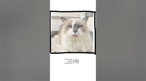 어떤고양이를 입양할까 깃털유머 Youtube