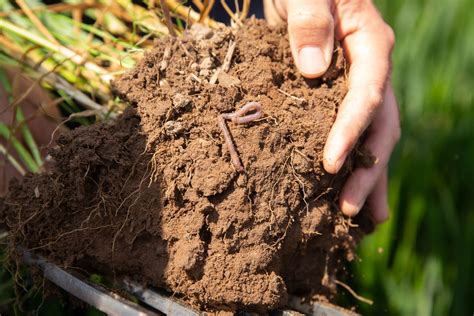 Trinity Natural Capital Markets Welcomes The Development Of The Uk Soil