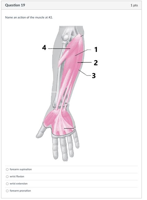 Solved Name An Action Of The Muscle At 2 Forearm