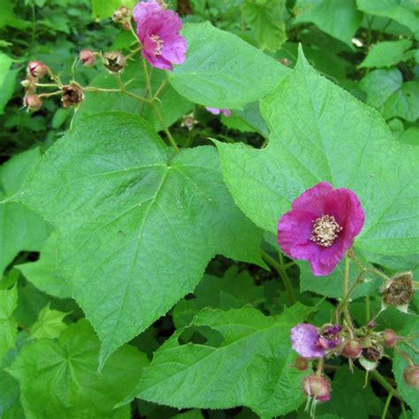 Purple Flowering Raspberry Plant Addicts