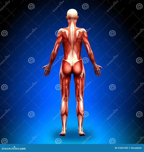 Human Body Diagram Female Back View