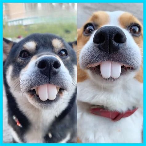 Funny Animals With Braces