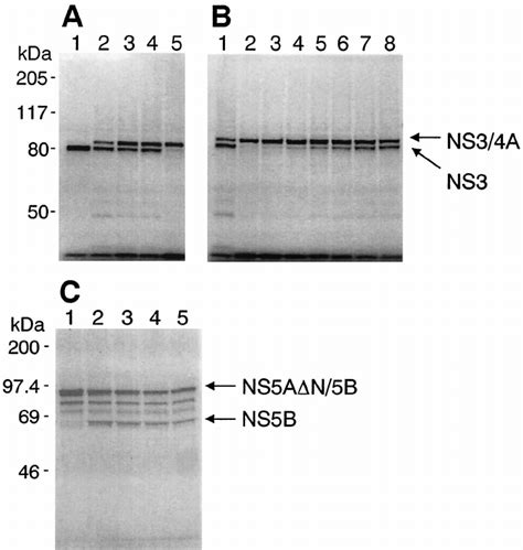 Effect Of Mabs On Polyprotein Processing Activity Of Ns3 Protease A