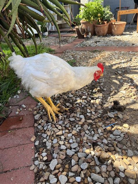 What Sex Is This Chicken Rchickens