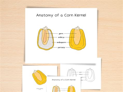 Anatomy Of Corn Kernel Homeschool Resources Nature School Botany Study