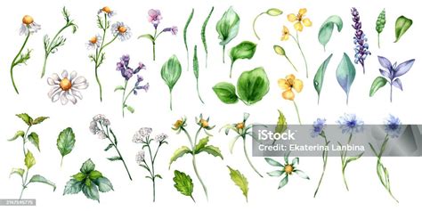 흰색에 고립 된 수채화로 된 다양한 약용 꽃 모음 식물 스케치에 설정된 허브 식물입니다 질경이 쐐기풀 Lungwort 애기똥풀 손으로 그렸습니다 라벨 패키지 카드 디자인 0