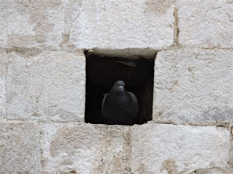 How To Pigeonhole Sort In Python 3 By Mark Kim Python In Plain English