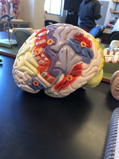 Functional Centers Of The Cerebral Cortex Lateral View Diagram Quizlet