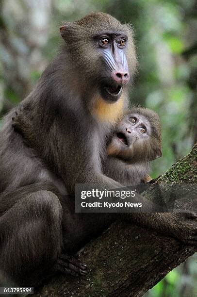 Mandrill Conservation Photos And Premium High Res Pictures Getty Images