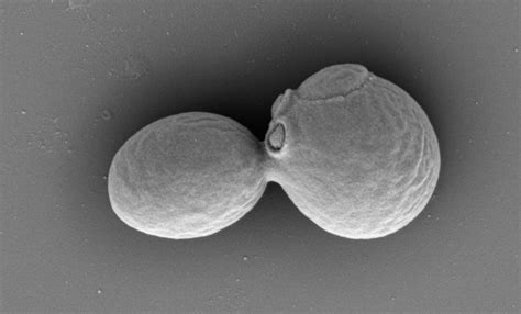 first semi synthetic yeast created techzle