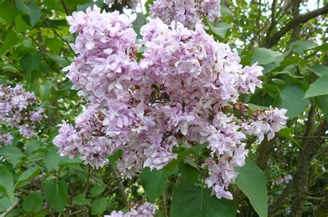 Антонов Сад — Сирень обыкновенная Олимпиада Колесникова