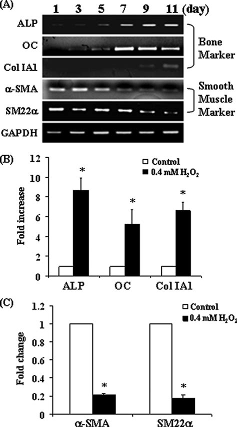 Oxidative Stress Induces Vascular Calcification Through Modulation Of