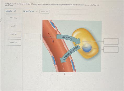 Solved Using Your Understanding Of Simple Diffusion Label