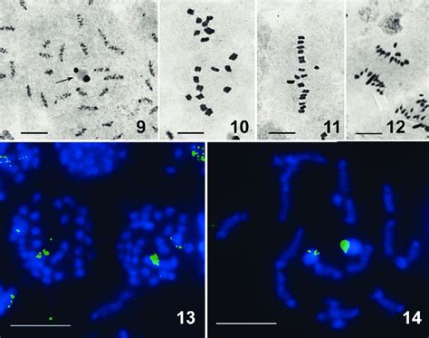 Nabis Halonabis Sareptanus N A Xy Routine Staining Download Scientific