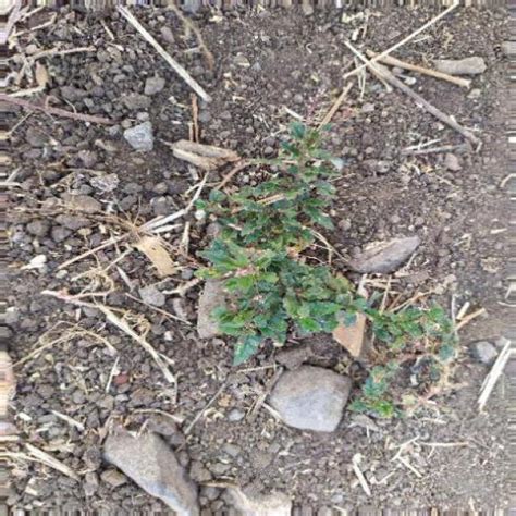 Maize And Weed Detection Object Detection Dataset By Maize And Weed