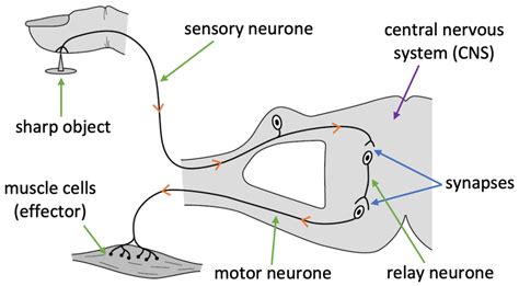 Reflex Arc Labeled Brain Model