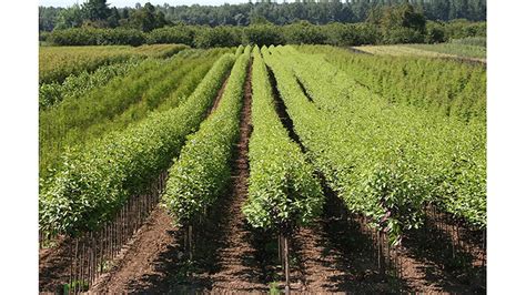 The Advantages Of Clean Sharp Tools Nursery Management