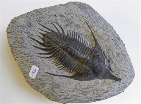 Fossielen Insecten Schedel