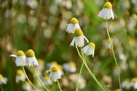 데이지 꽃들 흰색 꽃 흰 Pixabay의 무료 사진 Pixabay