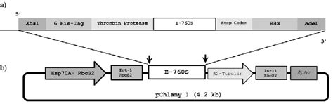 Construction Of Pchlamy1e 760s A E 760s Scheme B The Expression