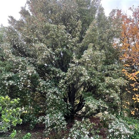 Eucryphia Moorei Eastern Leatherwood