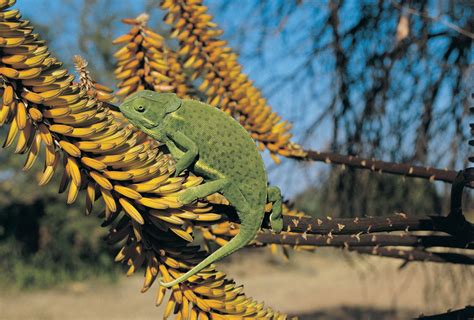 Lizard Reptile Habitats Adaptations Britannica