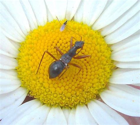 Ant Mimic Assassin Bug Nabis Subcoleoptratus Bugguidenet