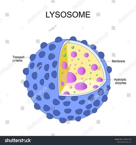 Lysosomes Diagram Labeled