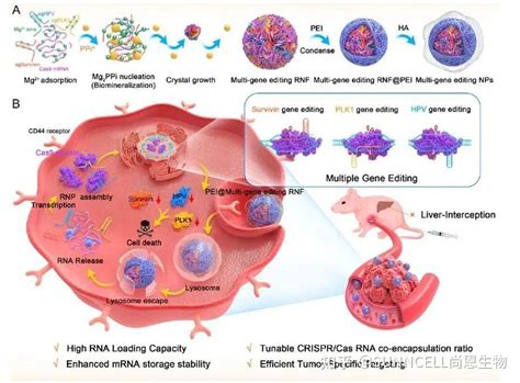 文献解读ACSNANO 仿生矿化纳米颗粒搭载CRISPR Cas技术实现肿瘤特异性多重基因编辑 知乎