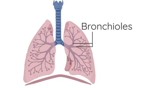 Structure And Function Of Parts Of The Breathing System Studyclix