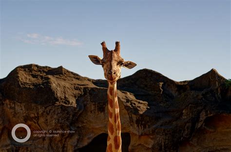 Laurence Shaw Ajs Art