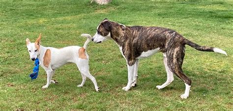 Les Causes Du Gonflement De La Vulve Chez La Chienne