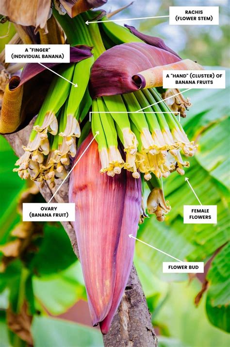 Banana Flowers Are An Unexpected Superfood You Should Start Eating