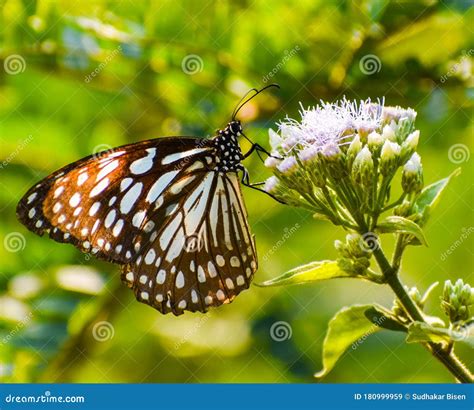 Blue Glassy Tiger Or Ideopsis Vulgaris Butterfly On Billy Goat Weed Flower Stock Image Image