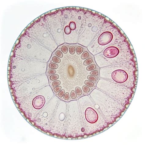 Lily Ovary Micrograph Isolated On White Background Stock Illustration