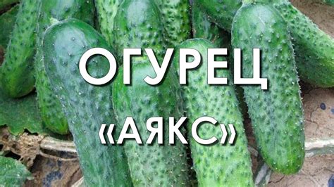 Огурцы Аякс Фото — Картинки фотографии