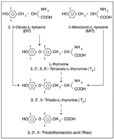 A Simplifi Ed Scheme Illustrating The Synthesis And Metabolism Of
