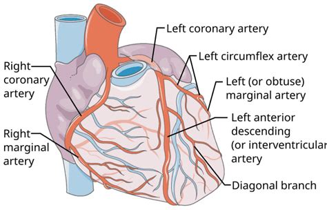 Coronary Perfusion Pressure Wikiwand