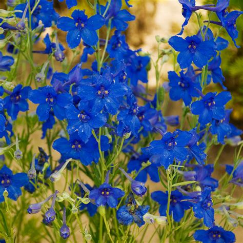 Summer Nights Dwarf Delphinium Plant Addicts Summer Nights Dwarf Delphinium Plant Addicts