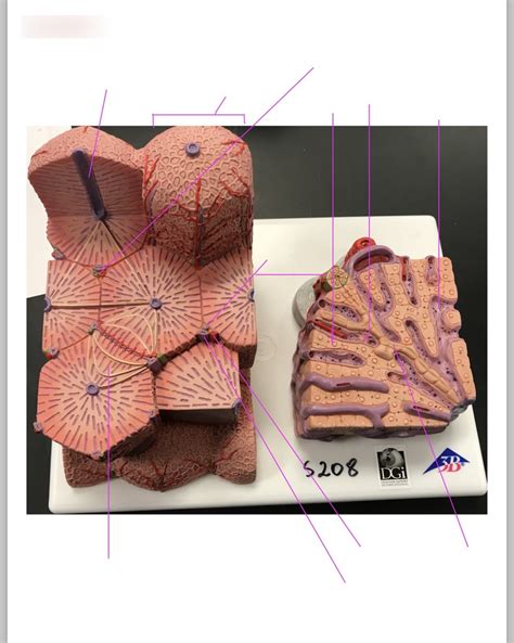 Name The Structure And It S Components Diagram Quizlet