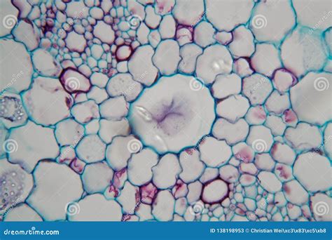 Water Lily Nymphaea Stem Under The Microscope Stock Image Image Of Lily Cell 138198953
