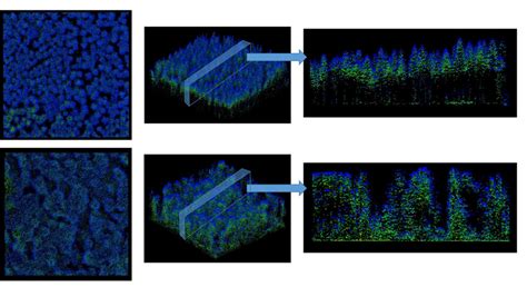 Airborne Light Detection And Ranging Lidar Point Clouds Of Two Download Scientific Diagram